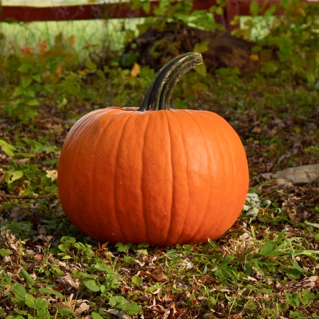 Roasted Pumpkin with Cinnamon-Ginger, Maple Syrup, and Brown Sugar ...