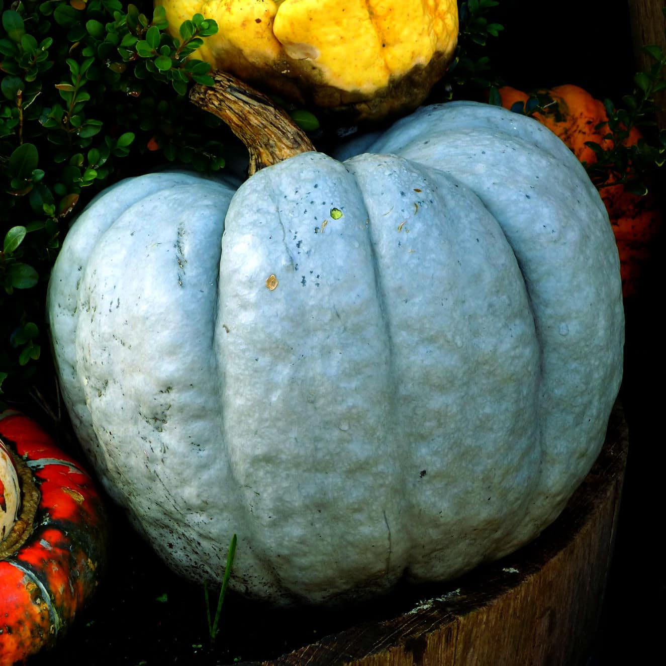 Roasted Pumpkin with Cinnamon-Ginger, Maple Syrup, and Brown Sugar ...